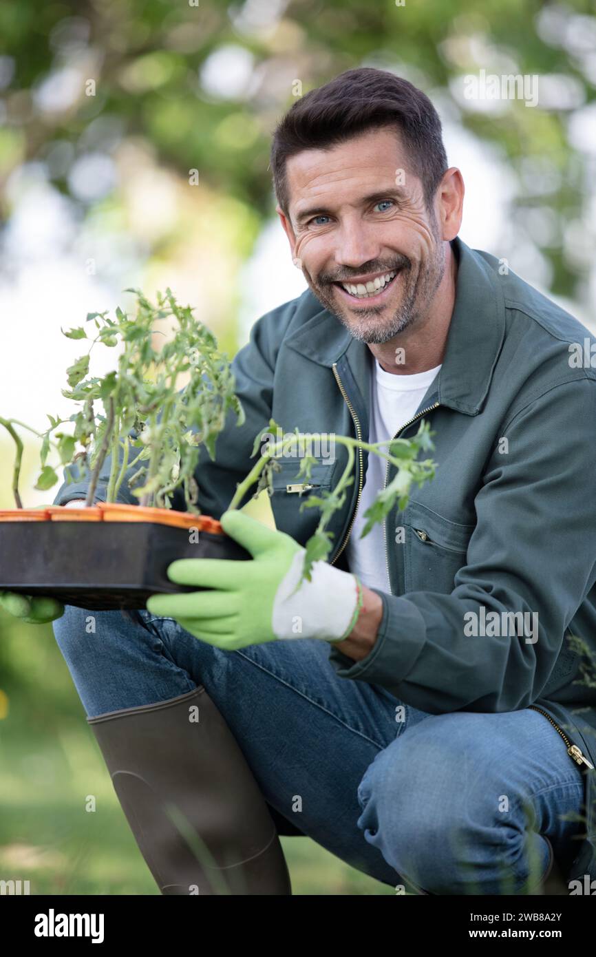 man holding a tray of tomato plants Stock Photo - Alamy