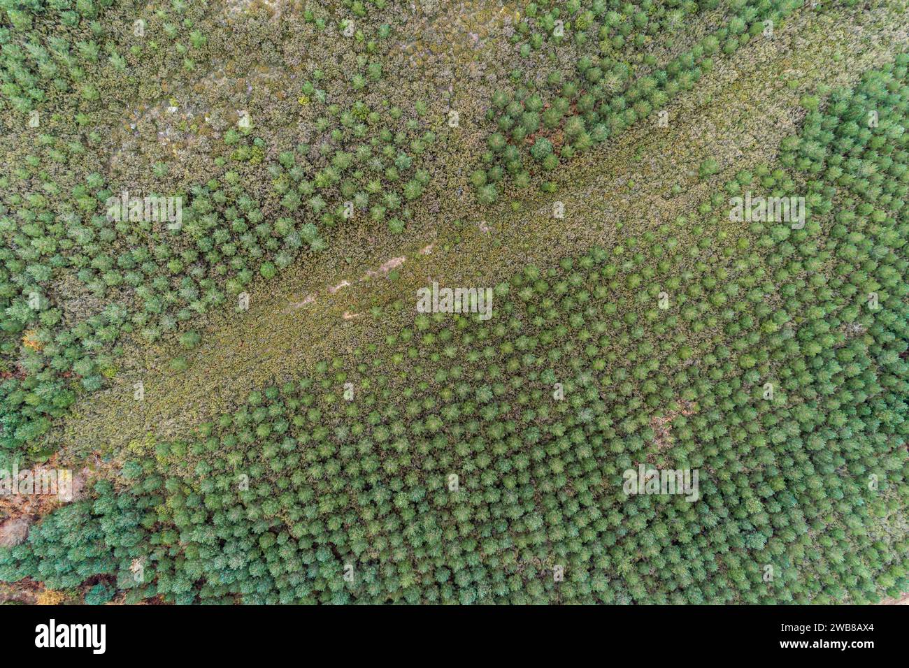 aerial drone top view of a pine tree plantation, pine forest Stock ...