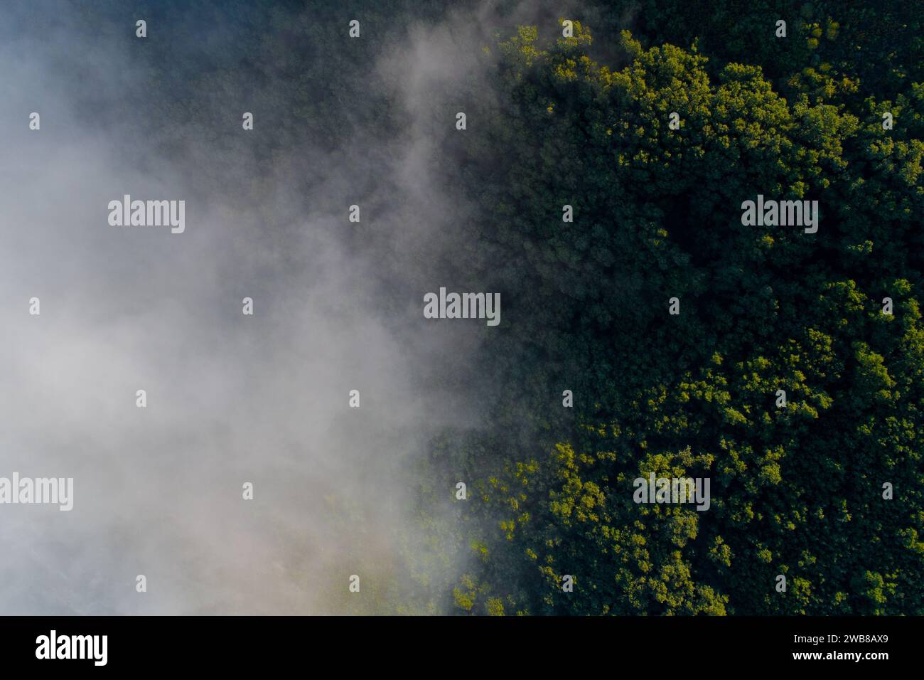 drone aerial view of a mixed deciduous forest with fog in springtime ...