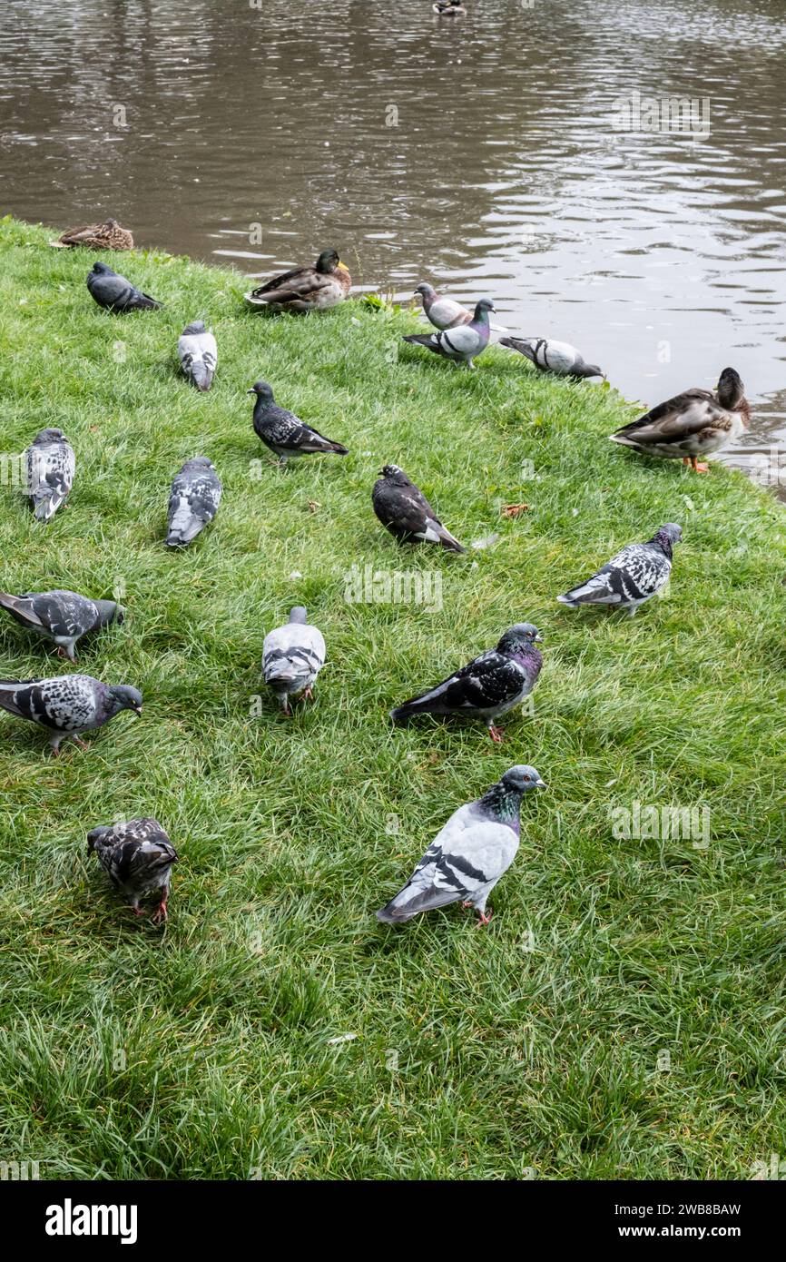 Wild pigeons feeding on the banks of a lake in Trenance Gardens in ...