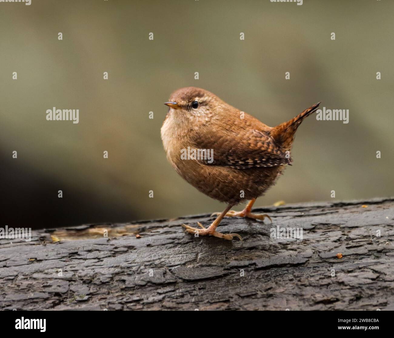 Eurasian wren habitat hi-res stock photography and images - Alamy