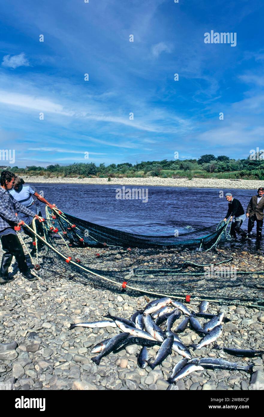 Salmon netting on the River Spey Speymouth near Tugnet the team sorting ...