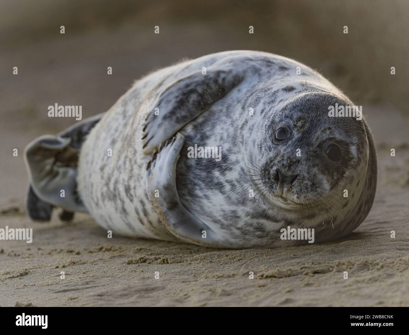 A harbour seal poses for the photographer NORFOLK, ENGLAND ADORABLE IMAGES of seals kissing and ...