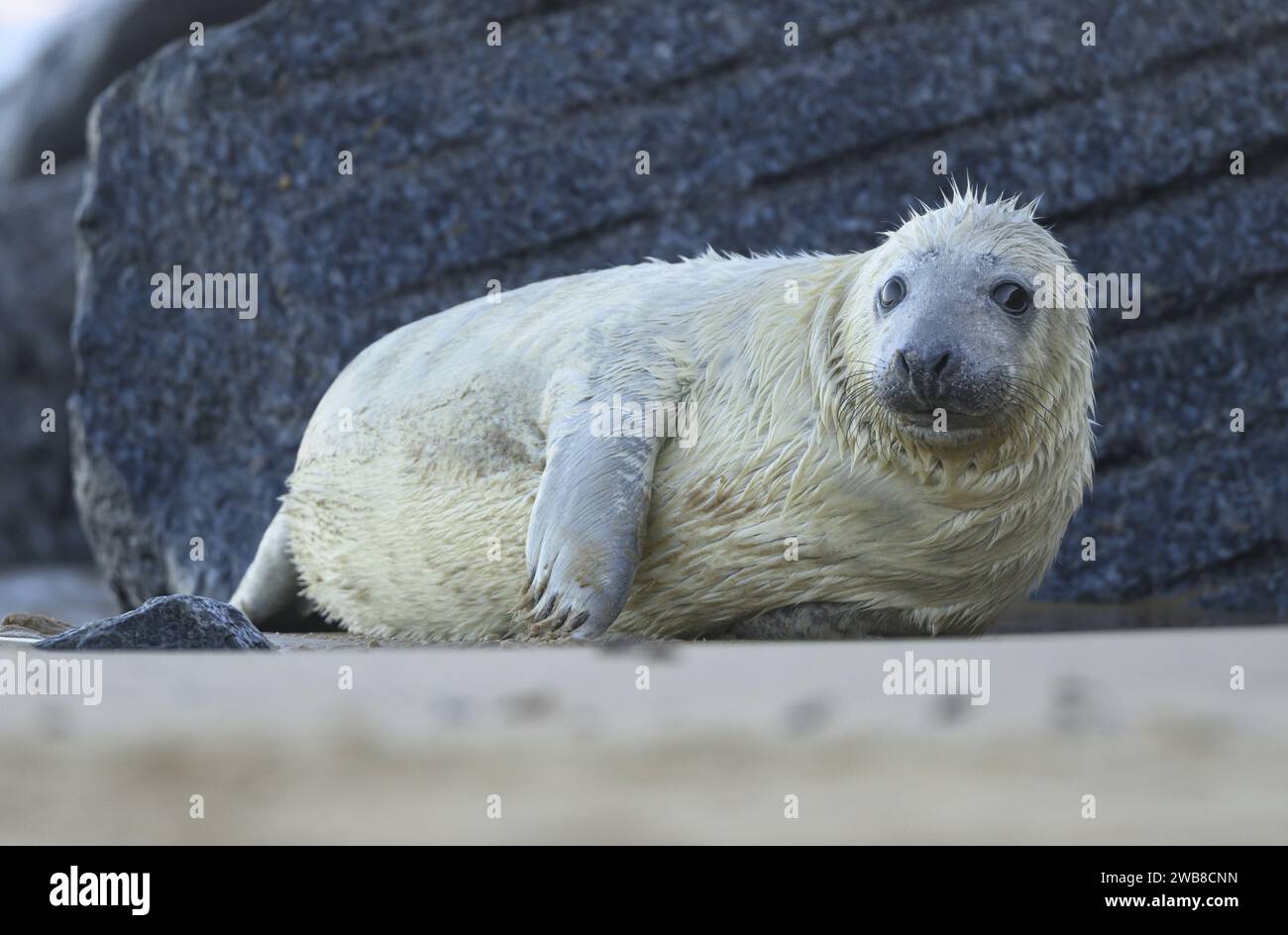 A grey seal pup takes its moment to shine NORFOLK, ENGLAND ADORABLE ...