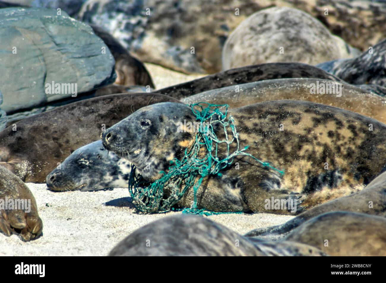 Seal lying on a beach with a necklace of green crab pot netting cutting ...