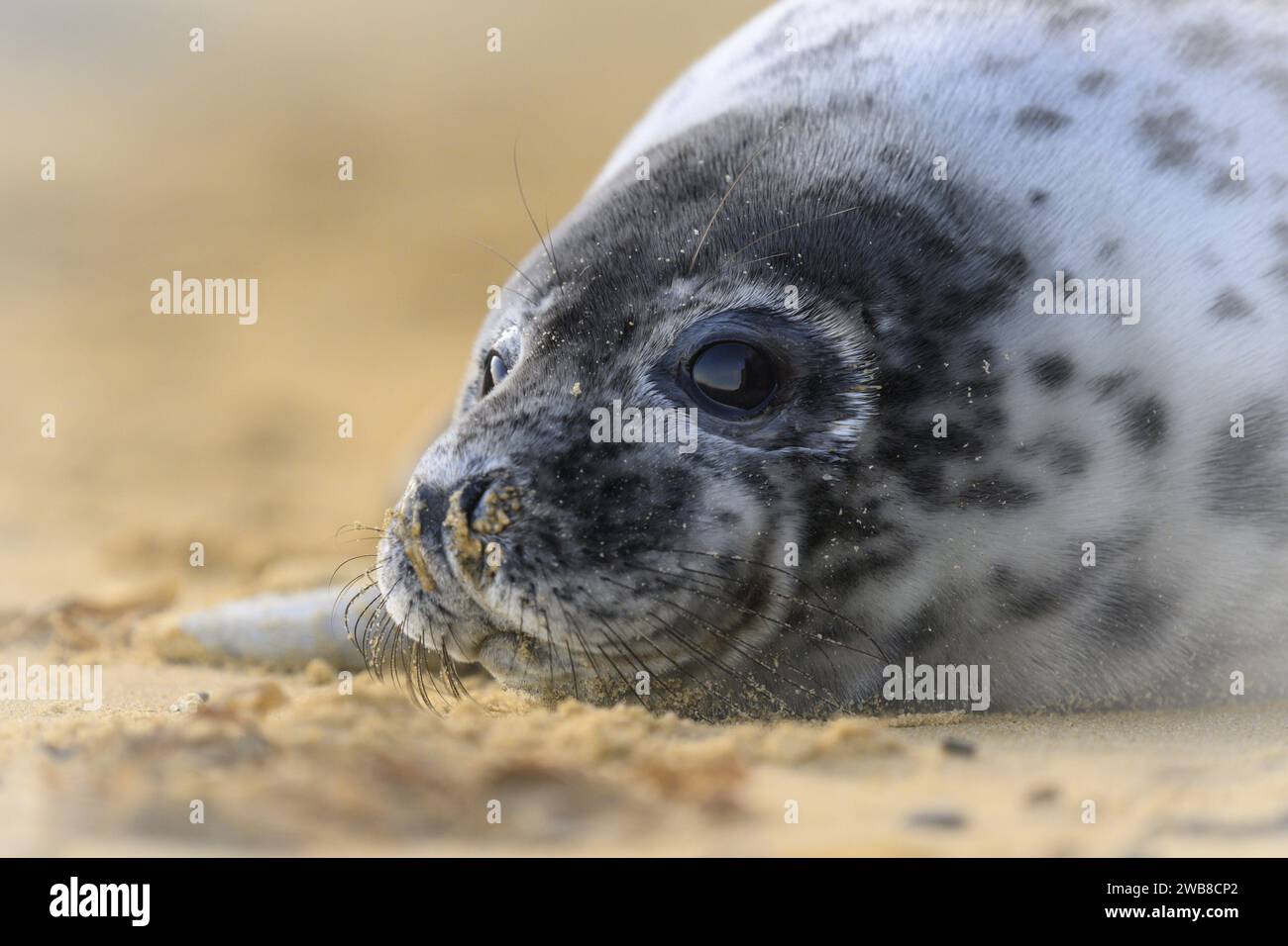 A harbour seal smiling NORFOLK, ENGLAND ADORABLE IMAGES of seals ...