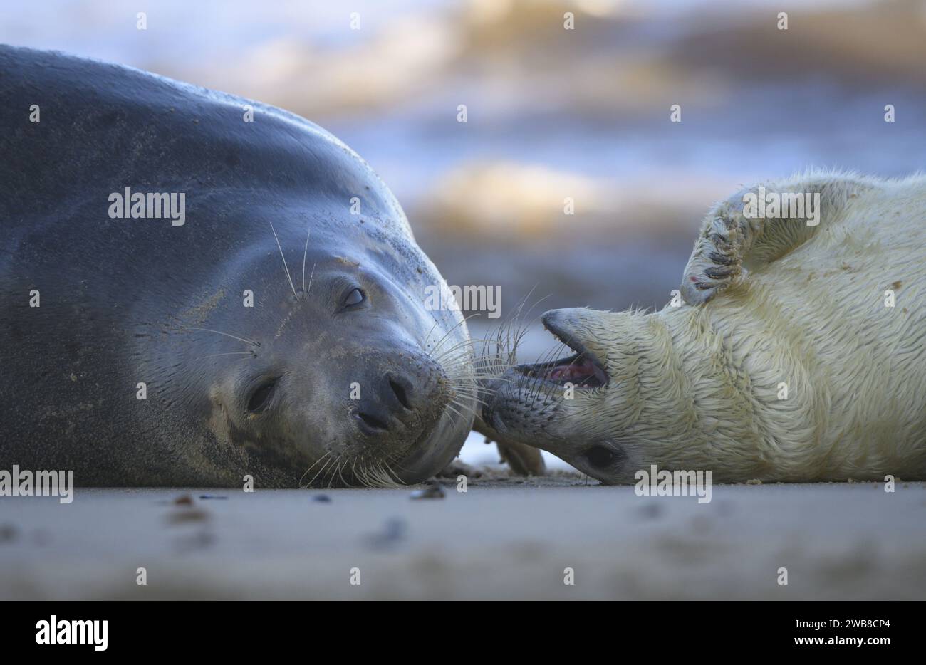 A grey seal mother and pup sharing a laugh NORFOLK, ENGLAND ADORABLE ...