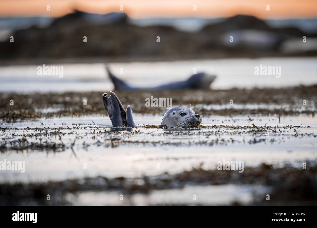 Harbour seals bob in the water NORFOLK, ENGLAND ADORABLE IMAGES of ...