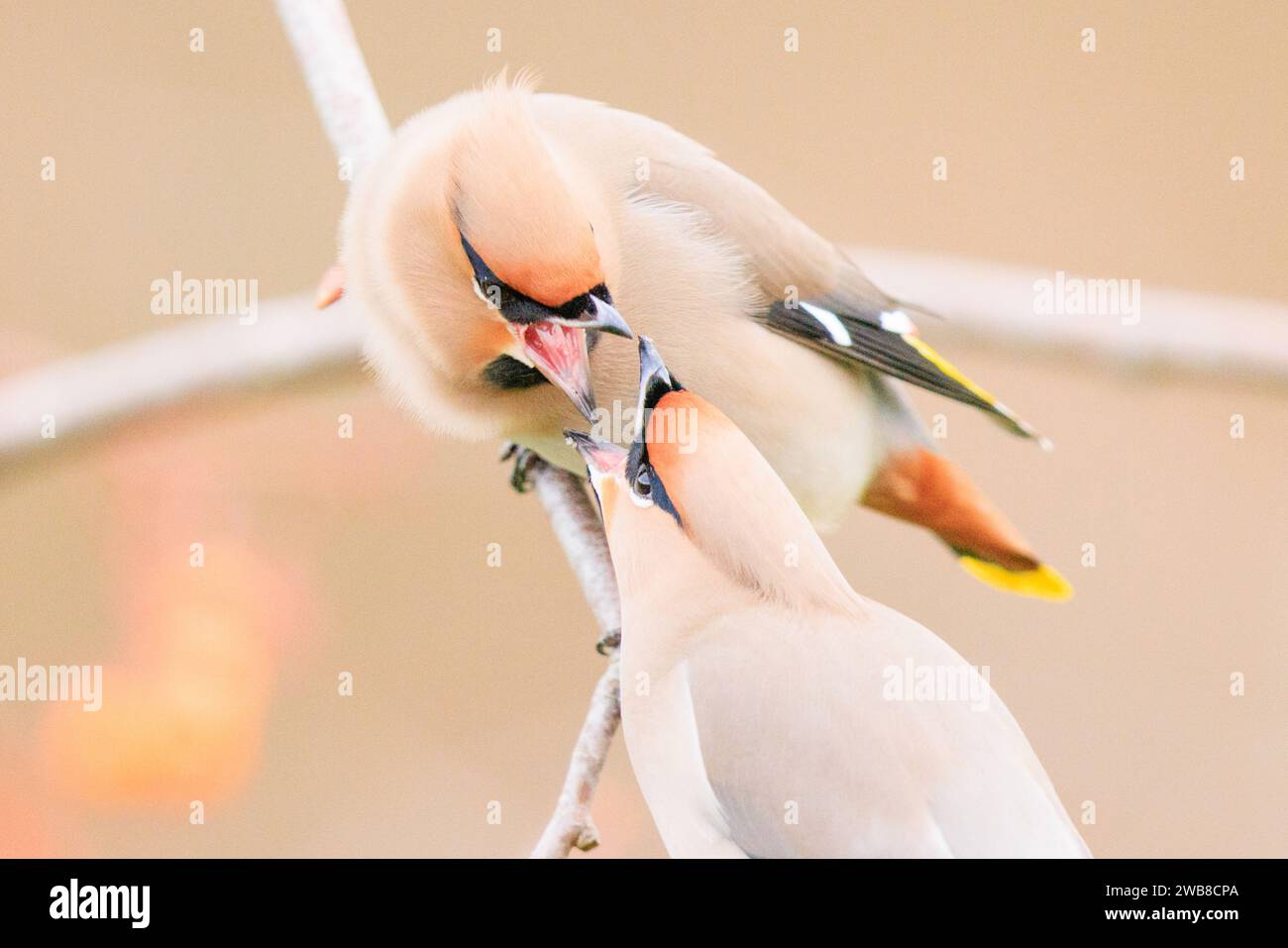Kiss images hi-res stock photography and images - Alamy