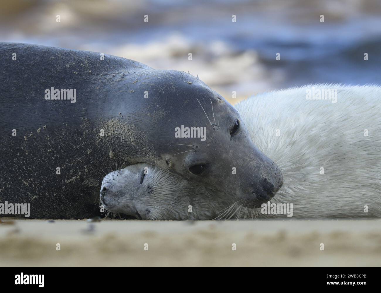 A grey seal mother and pup cuddle up NORFOLK, ENGLAND ADORABLE IMAGES ...