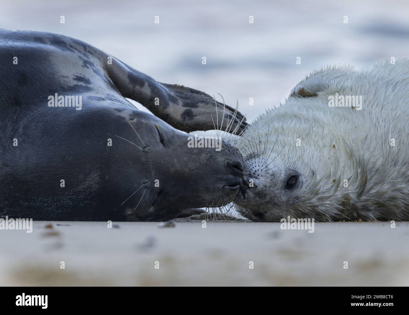 The grey seal pup and mum share a kiss NORFOLK, ENGLAND ADORABLE IMAGES ...