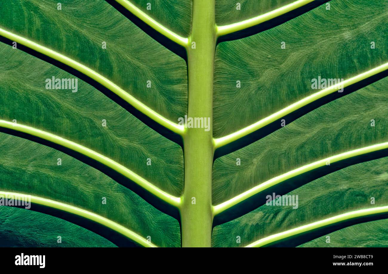 Structure of a tropical green leaf Stock Photo - Alamy