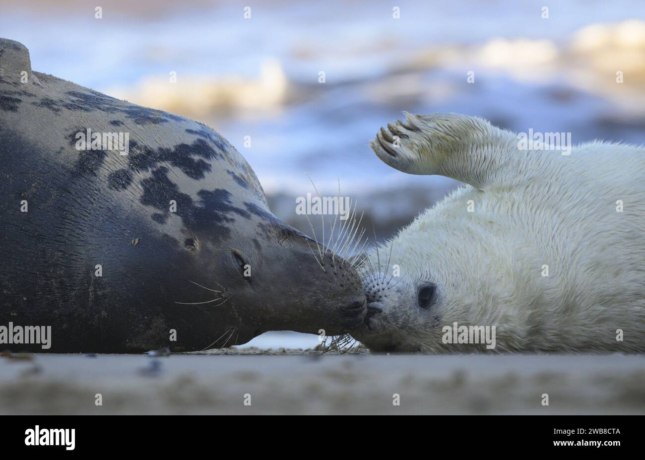 The grey seal mother affectionately kisses her baby NORFOLK, ENGLAND ...
