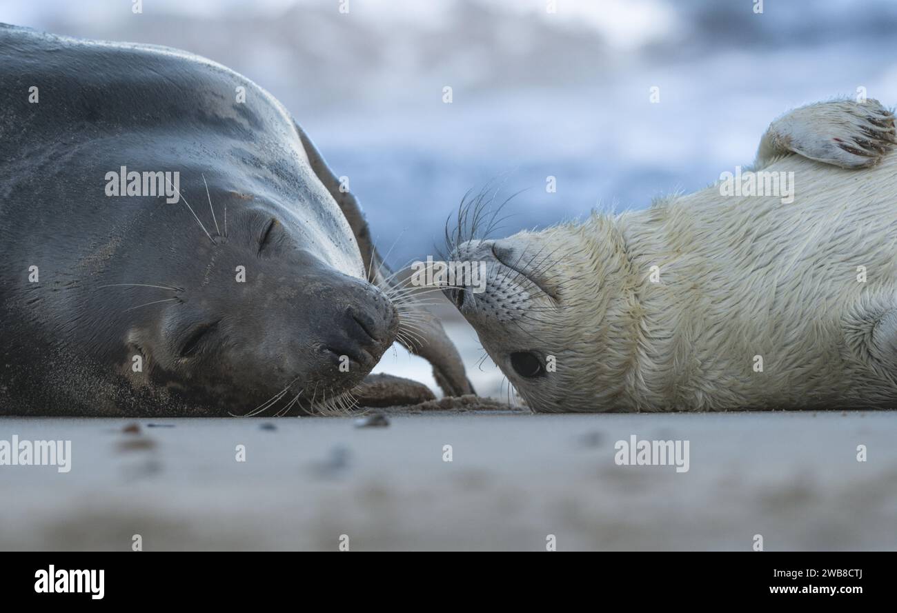 Mischievous seals hi-res stock photography and images - Alamy