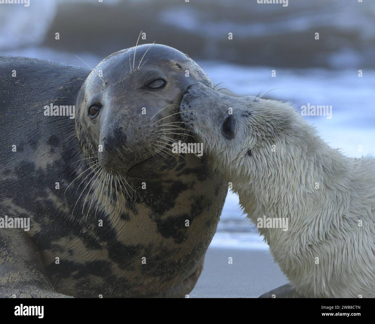 The grey seal pup plants the perfect kiss on mums cheek NORFOLK ...