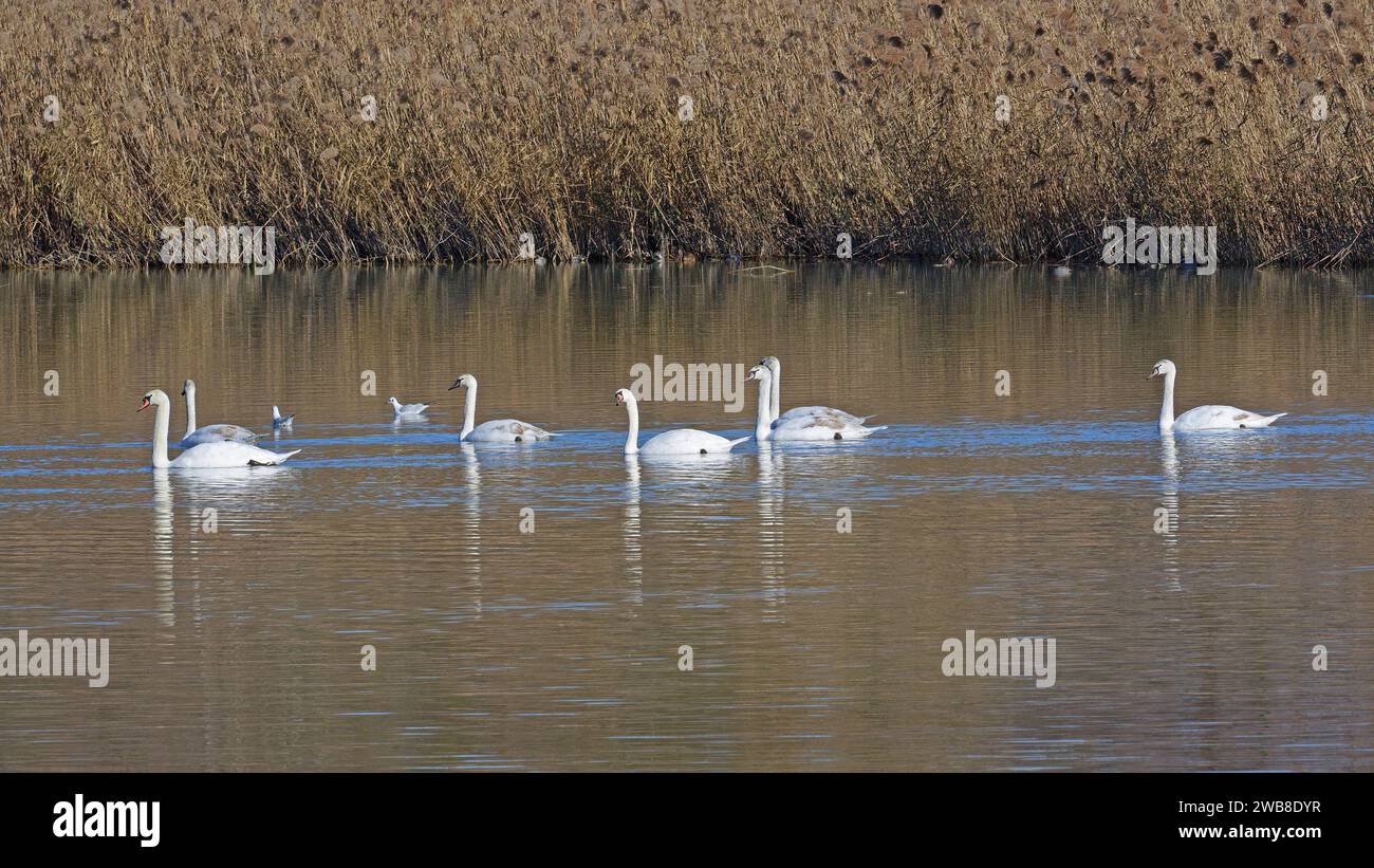 Five youngs hi-res stock photography and images - Alamy
