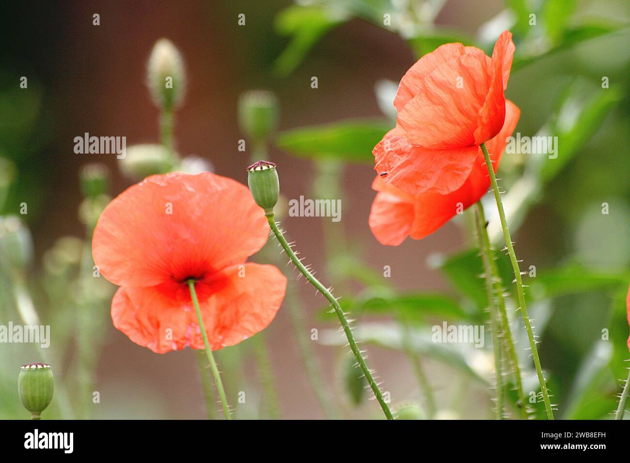 Rock poppies hi-res stock photography and images - Alamy