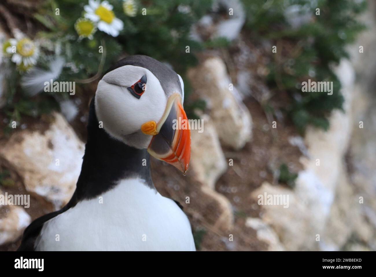 Puffin bempton cliffs yorkshire hi-res stock photography and images - Alamy
