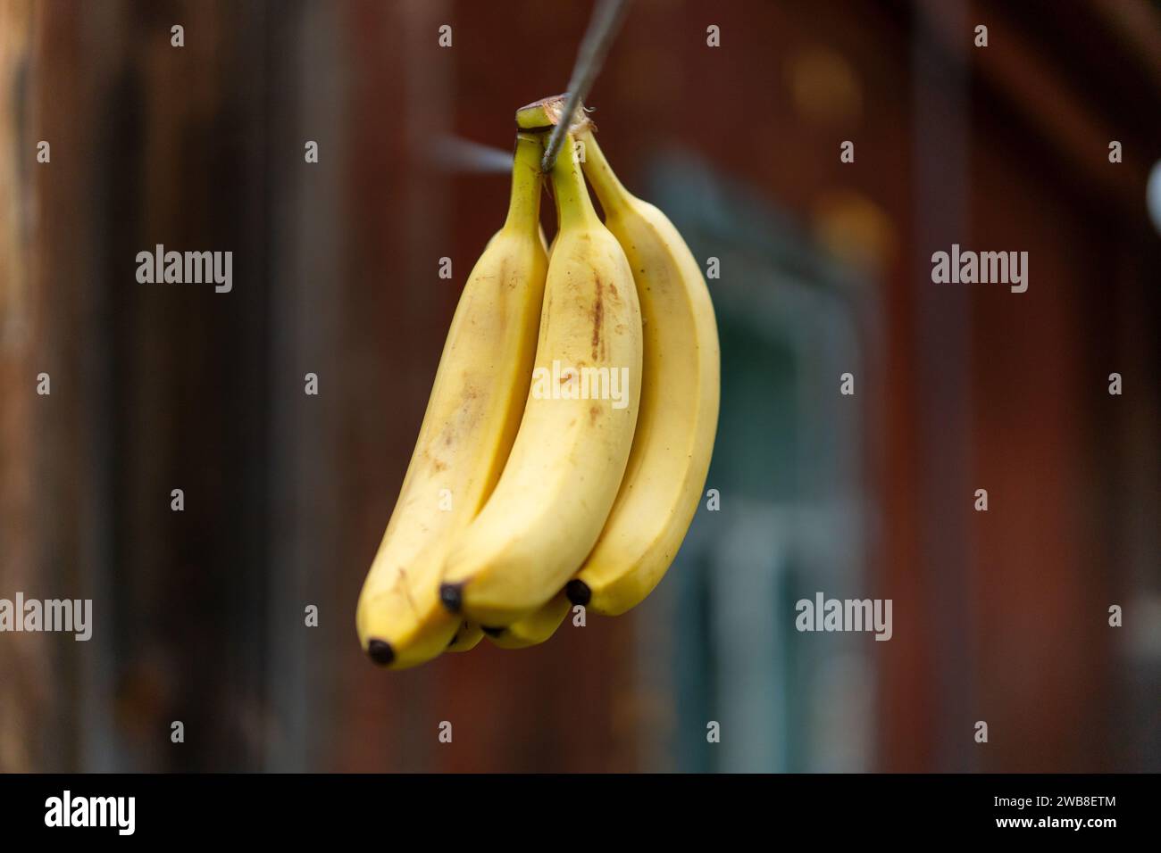Bunch of bananas hanging from thin rope with more blurry fruit as ...