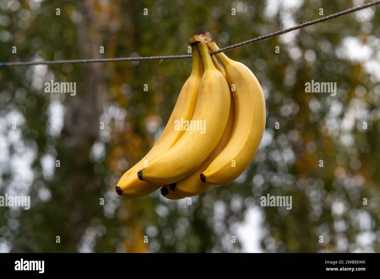 Bananas, hanging on the black rope against the background of nature ...