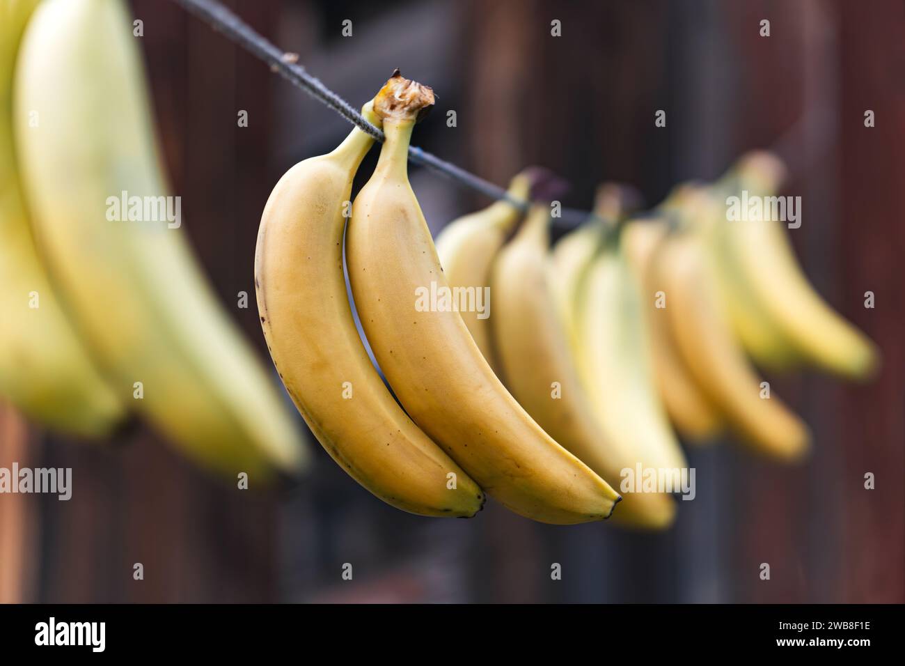 Bunch of bananas hanging from thin rope with more blurry fruit as ...