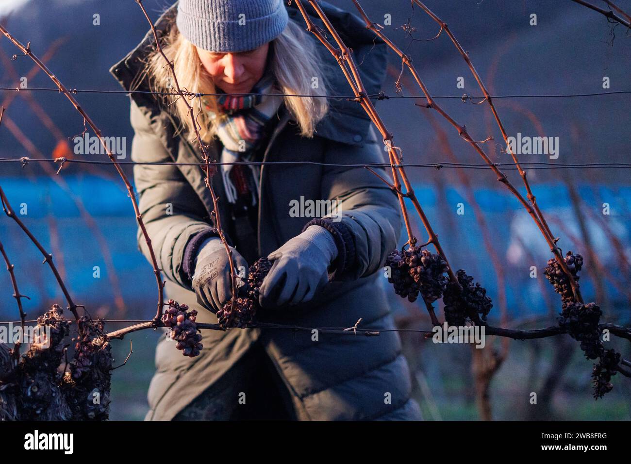Iphofen, Germany. 09th Jan, 2024. Andrea Fröhlich from the Ilmbacher ...