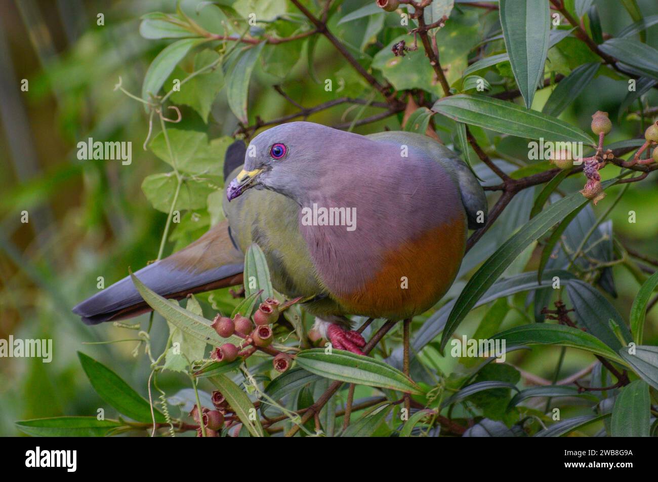 A pink-necked green pigeon in a berry tree. Photographed in the western ...