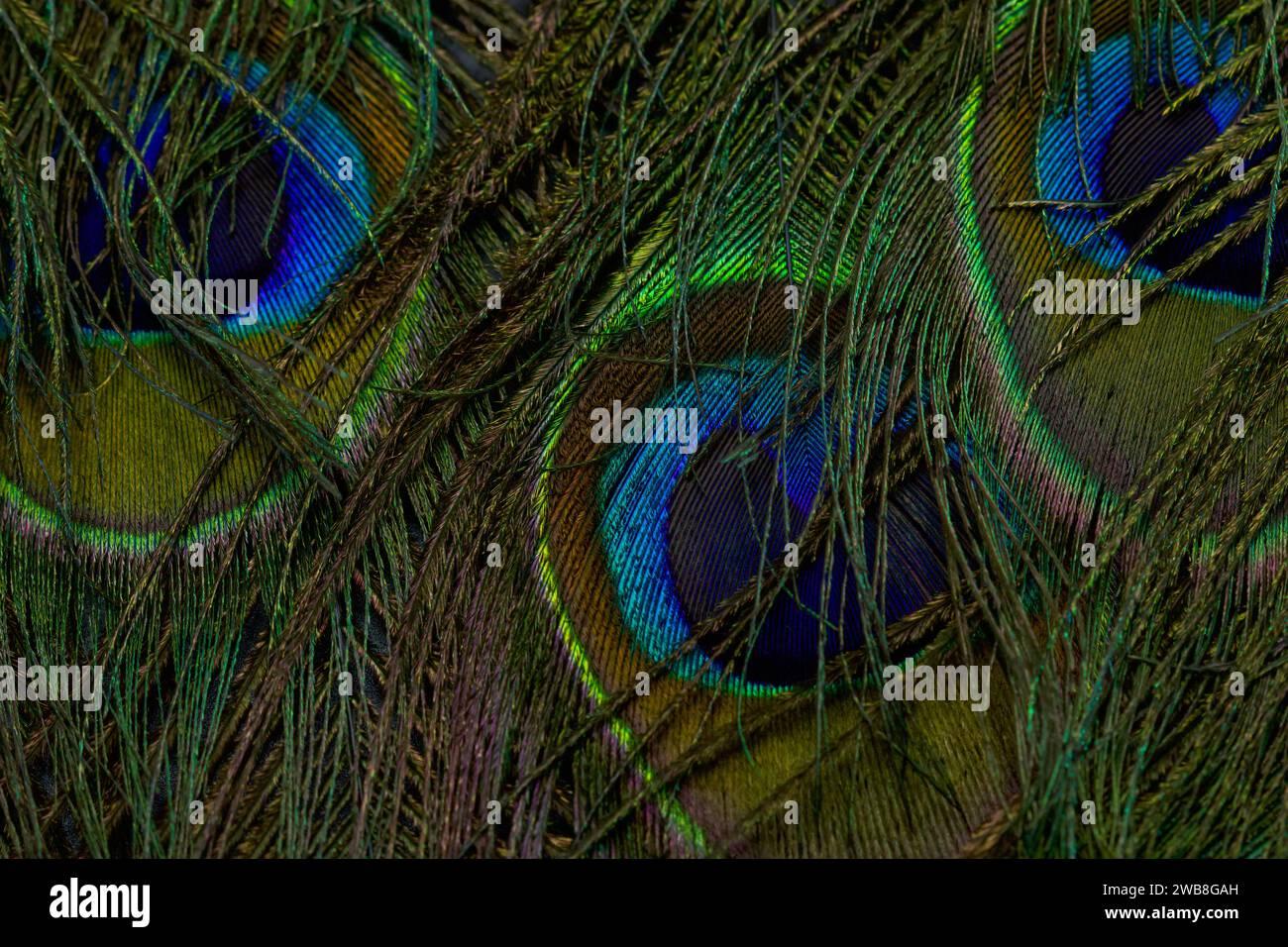 A vibrant and colorful peacock feather background Stock Photo - Alamy