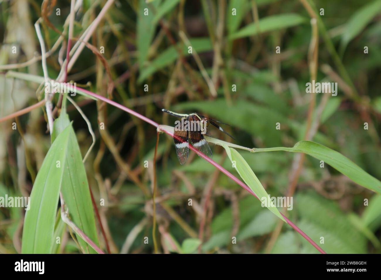 Front face view of a male Pied paddy skimmer perched and looking up on ...