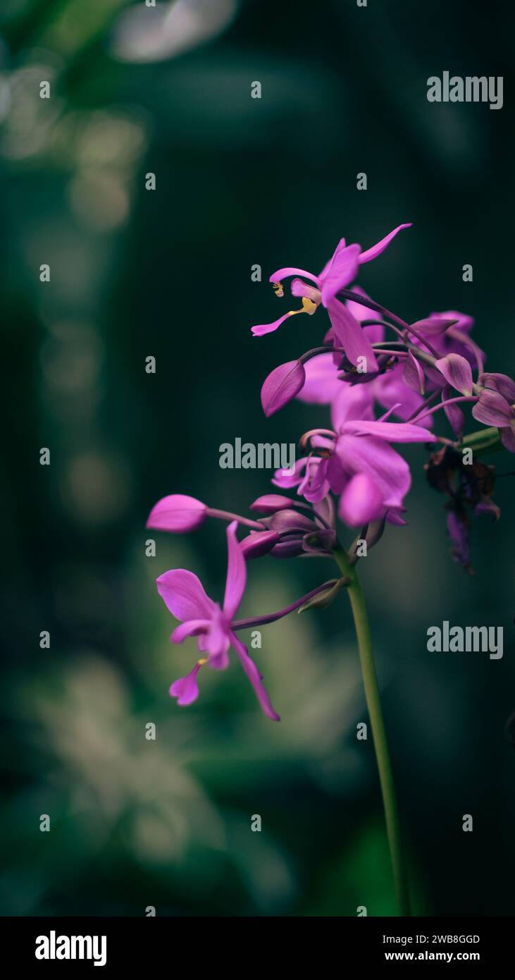 Philippine wallpaper hi-res stock photography and images - Alamy