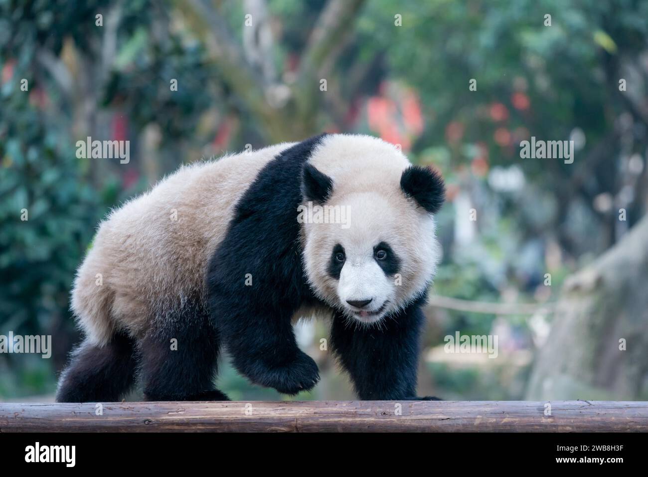 Cute giant pandas at Chongqing Zoo, Chongqing, China. 6th Jan, 2024 ...