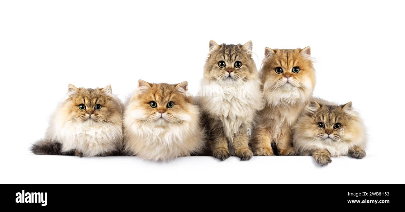 Row of 5 British Longhair cat kittens, sitting and laying together on a ...