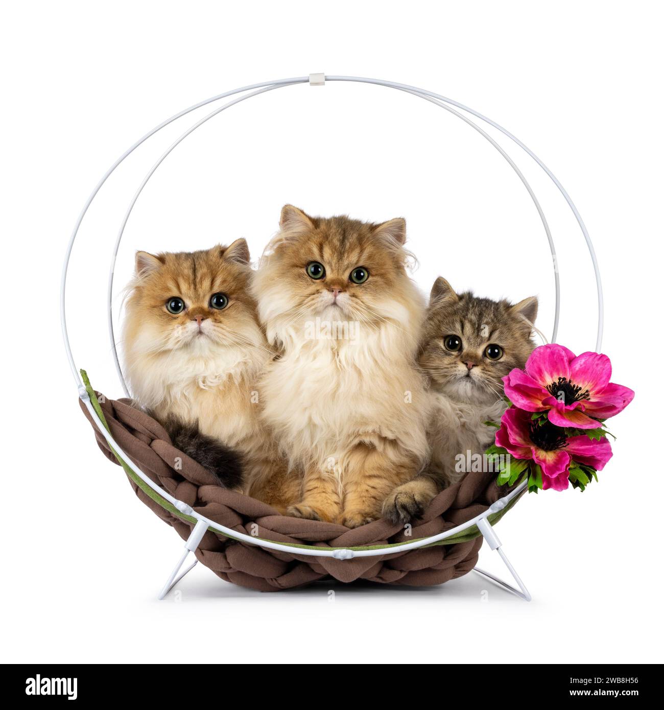 Row of 3 British Longhair cat kittens, sitting and laying together in a ...