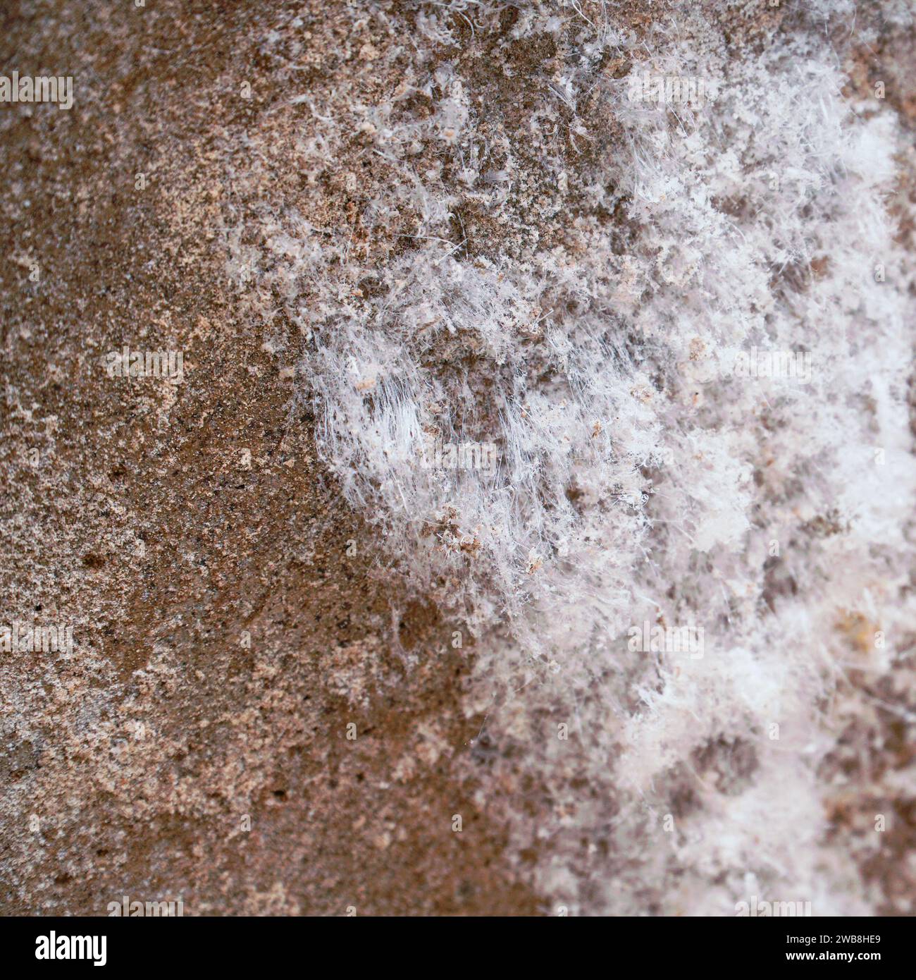 White mold basement hi-res stock photography and images - Alamy