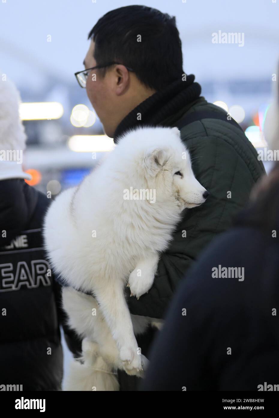 Tourists line up to cradle the white foxes in Harbin City, northeast ...