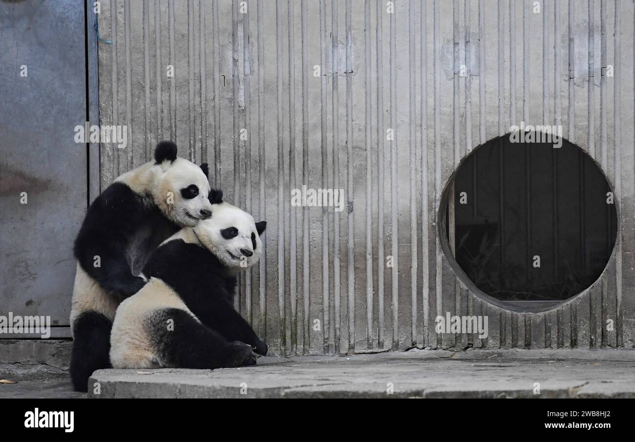 Cute giant pandas at Shenshuping base in Aba Prefecture, southwest ...