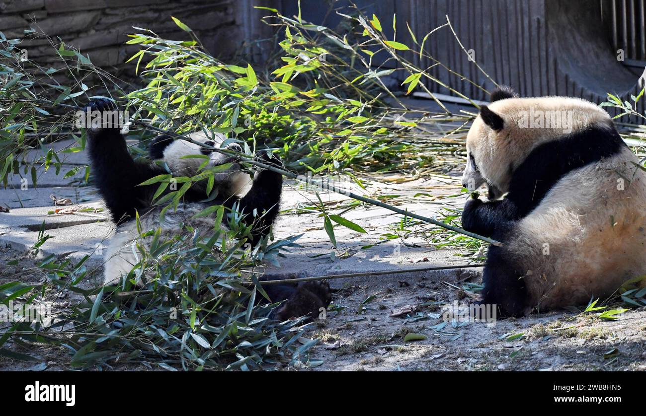 Cute giant pandas at Shenshuping base in Aba Prefecture, southwest ...