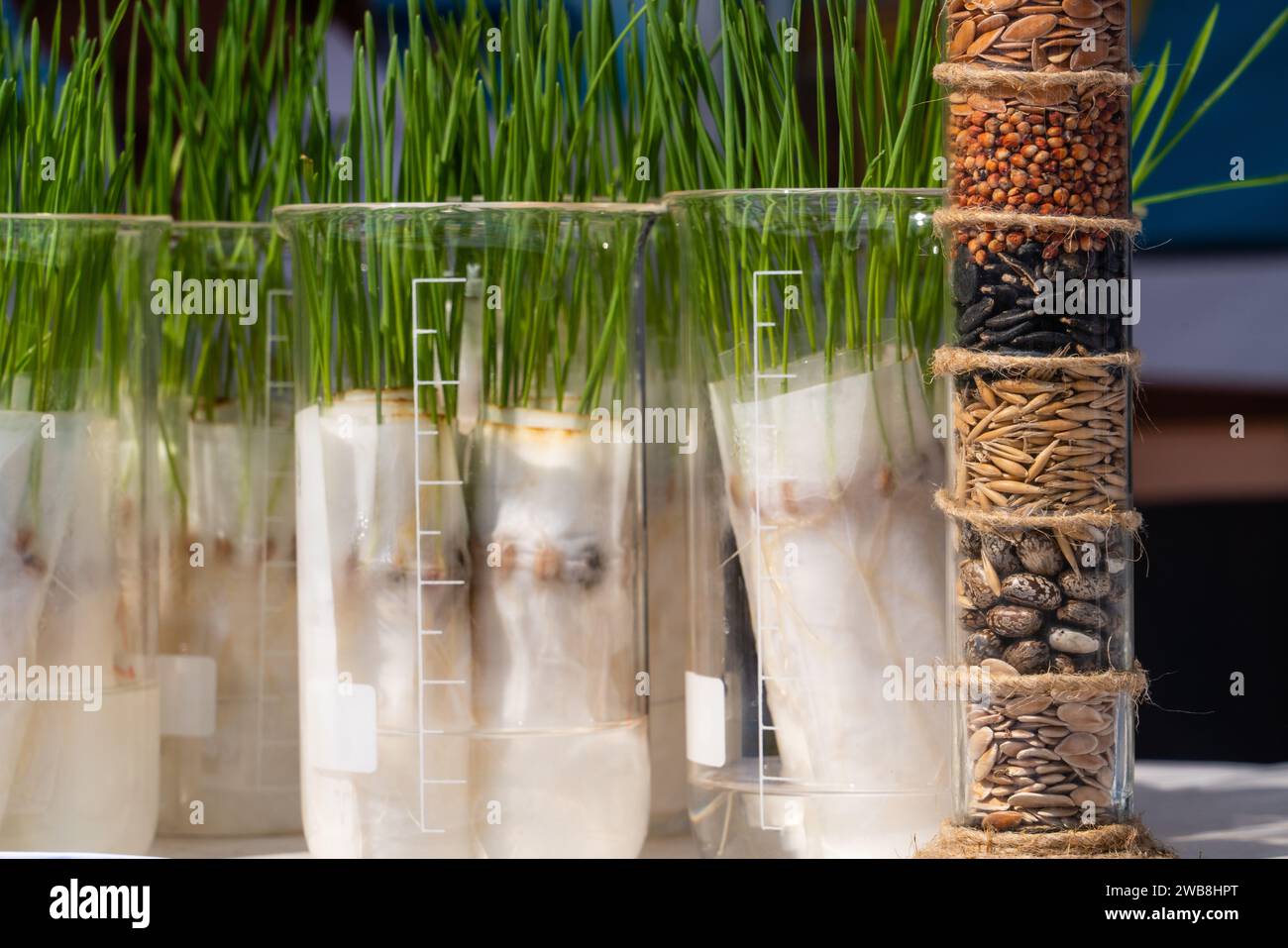 A tube with grain samples on the background of plant sprouts ...
