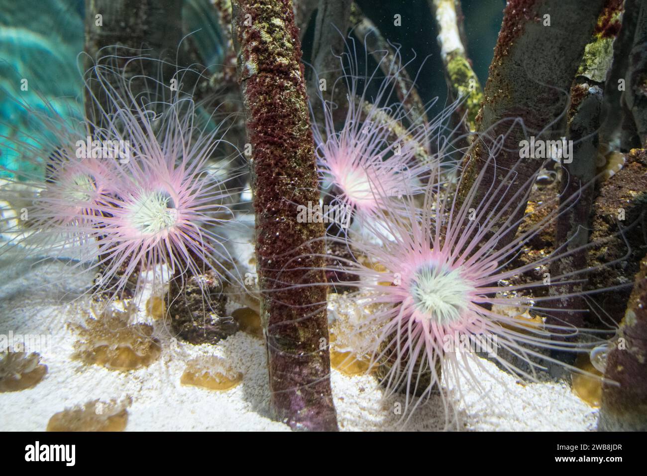 Cylinder anemone or coloured tube anemone. Cerianthus membranaceus ...