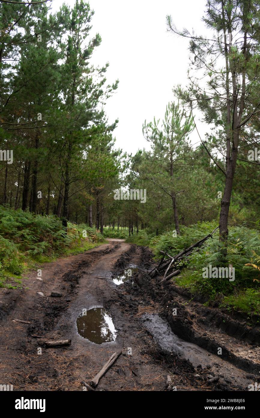 Footpath through dense forest hi-res stock photography and images - Alamy