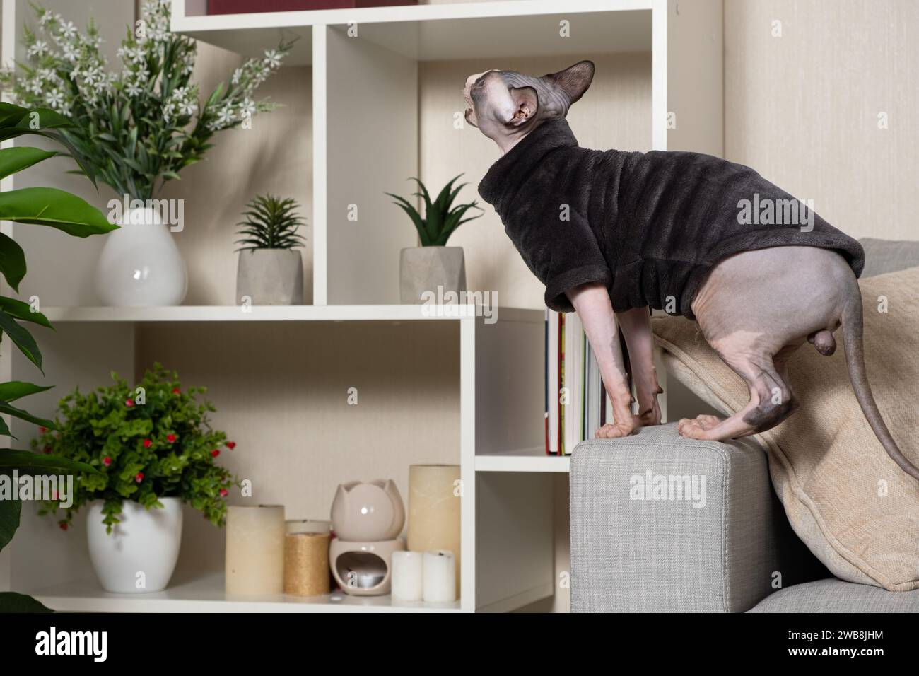 The Canadian Sphynx cat tries to reach houseplants. Cats and ...