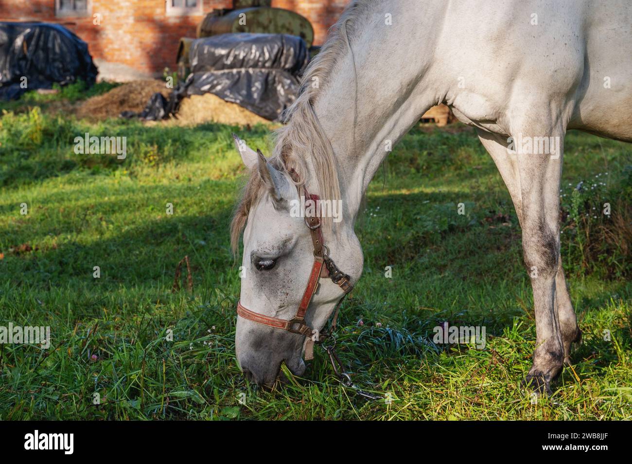 Beautiful gray horse grazing in meadow full of buttercups and weeds on ...