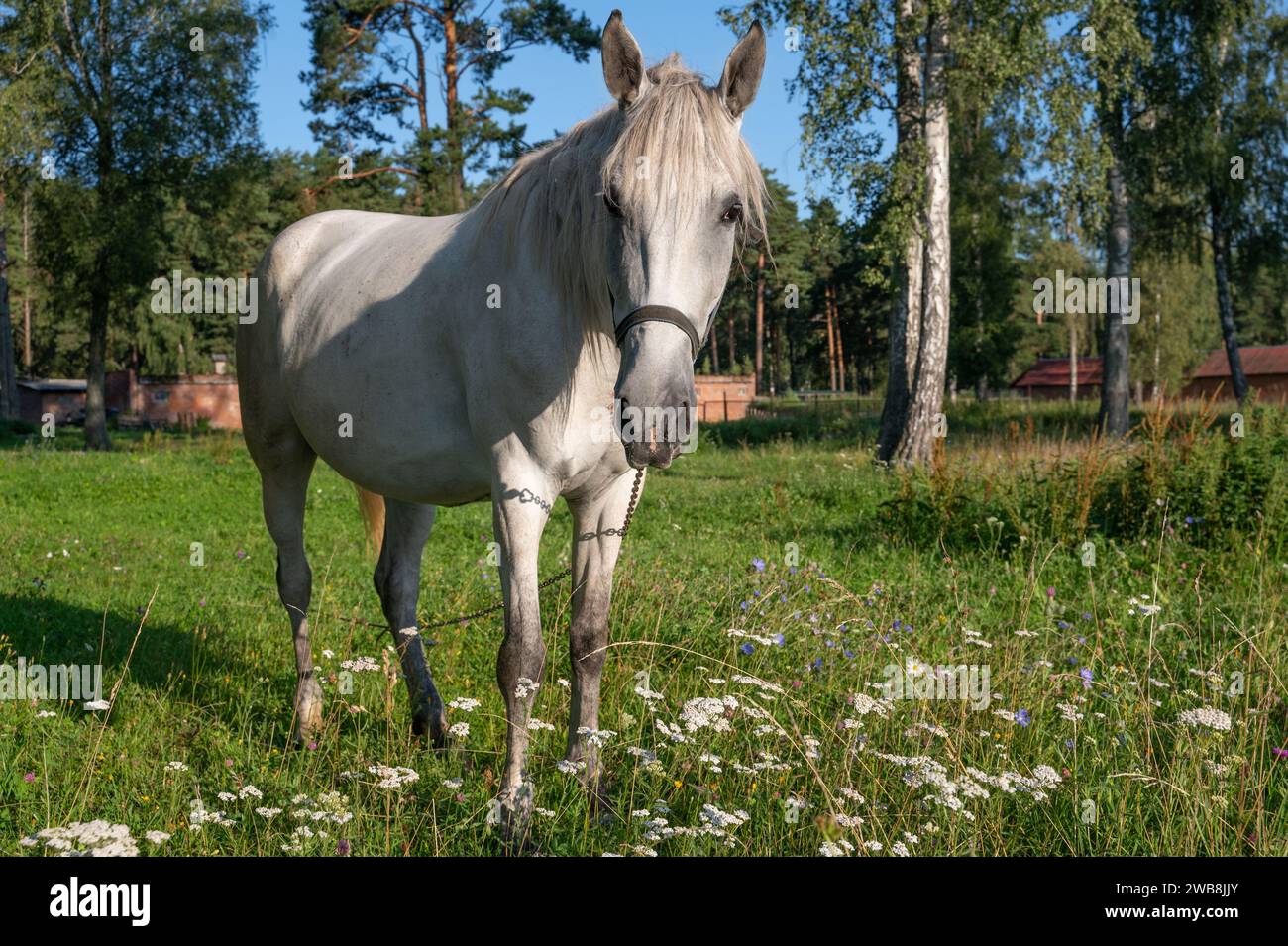 Beautiful gray horse grazing in meadow full of buttercups and weeds on ...