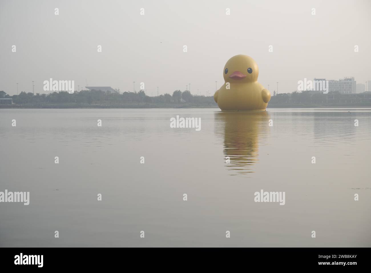 A giant yellow rubber duck appears in Shenzhen City, south China's ...