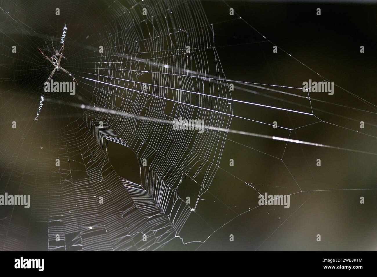A spider weaves a web in Nakhon Sawan province, north of Bangkok ...