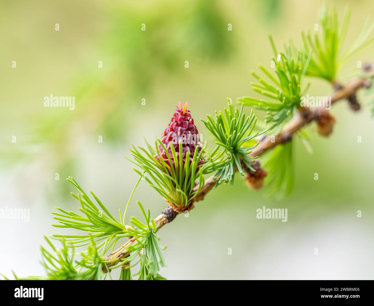 Larch tree fresh pink cones blossom at spring on nature background ...