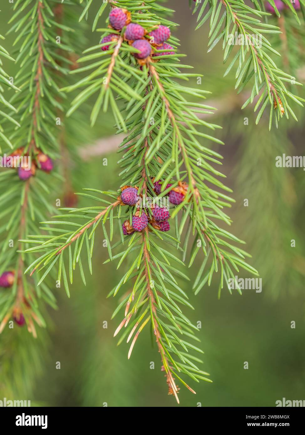 Fir branches with fresh shoots in spring. Young green shoots of spruce ...