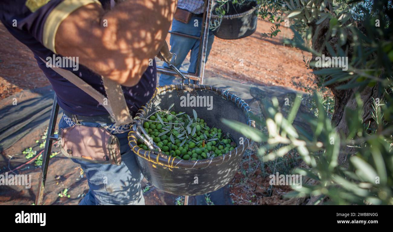 Laborers collecting olives from the branch to the basket. Table olives ...