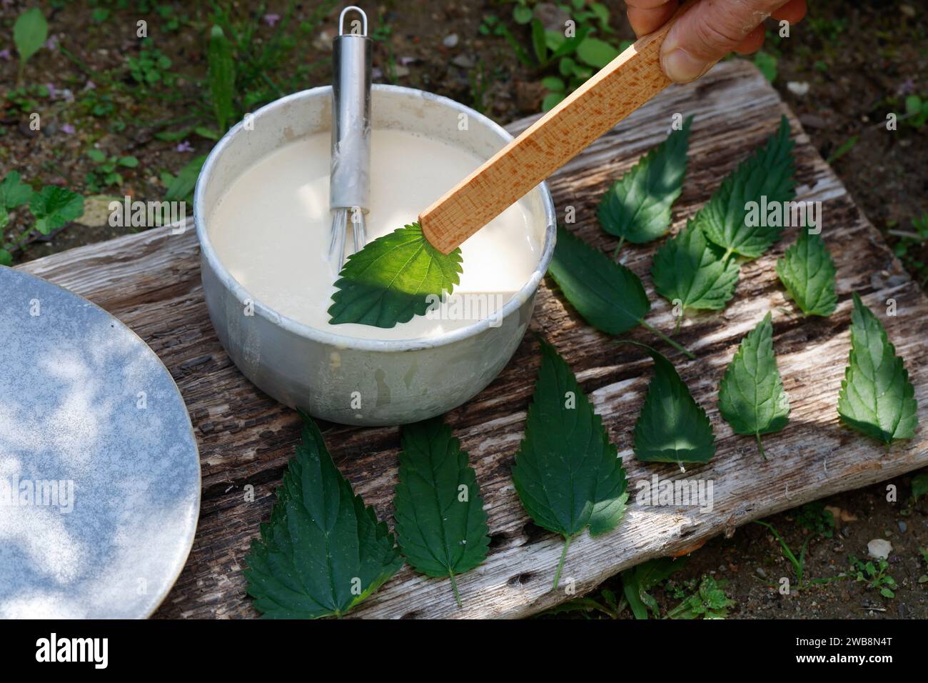 Brennnessel chips hi-res stock photography and images - Alamy