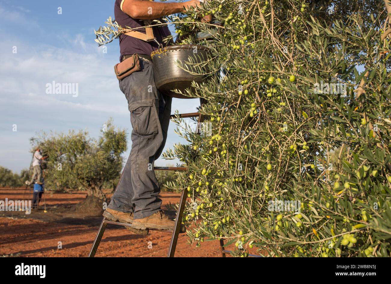Oficios tradicionales hi-res stock photography and images - Alamy